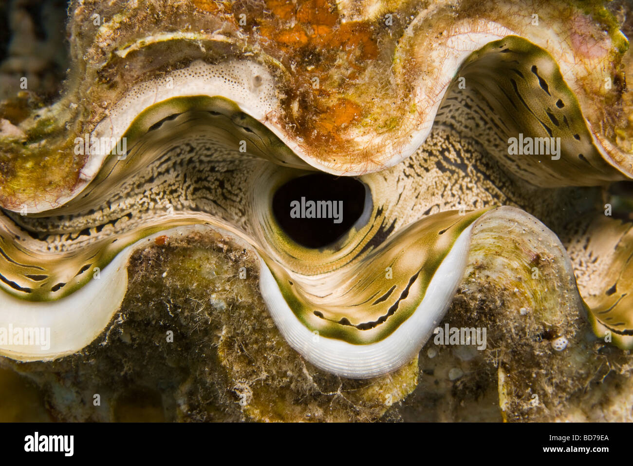 Giant Clam (Tridacna gigas Stock Photo - Alamy