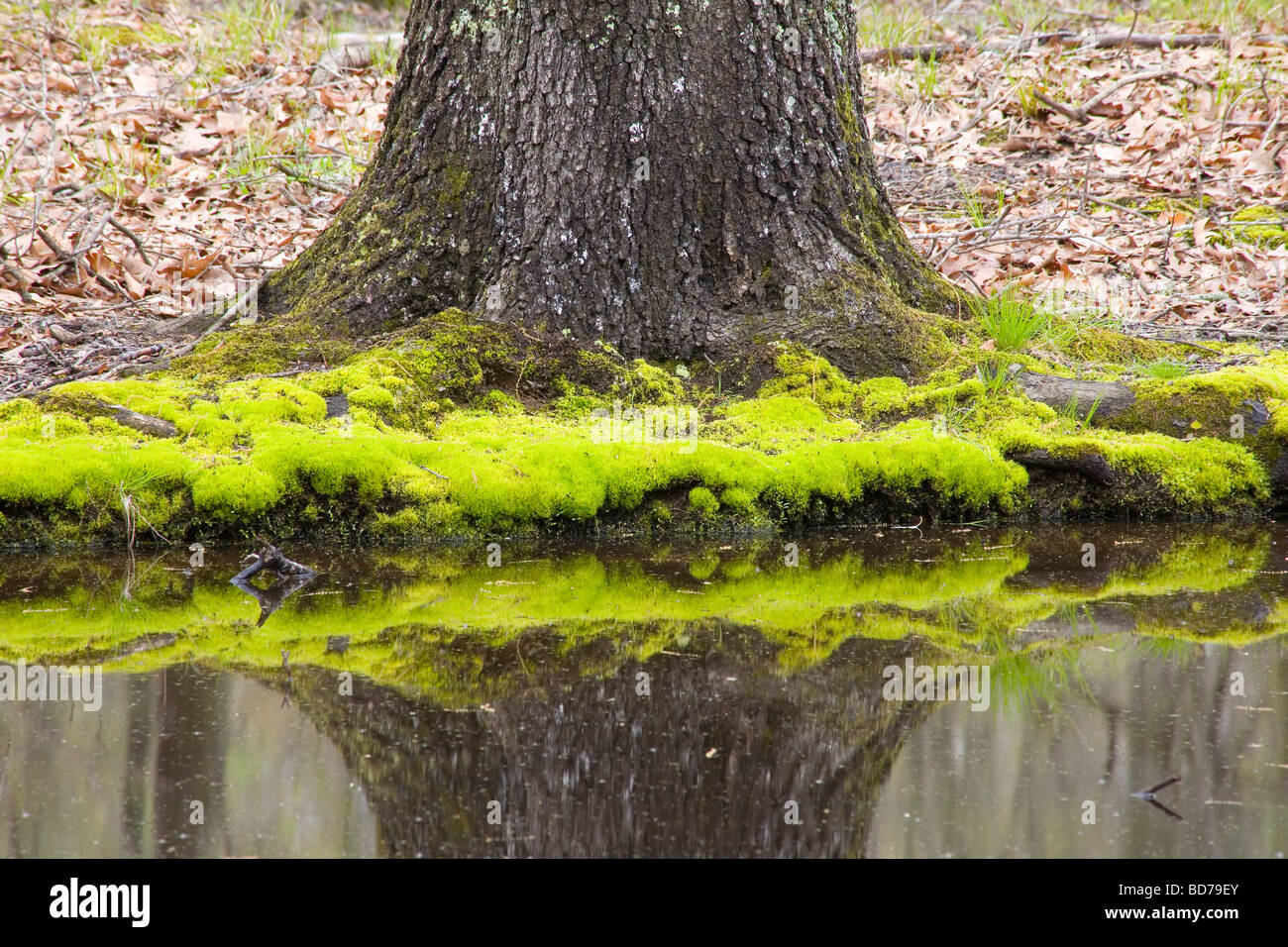 Mingo National Wildlife Refuge Stock Photo - Alamy