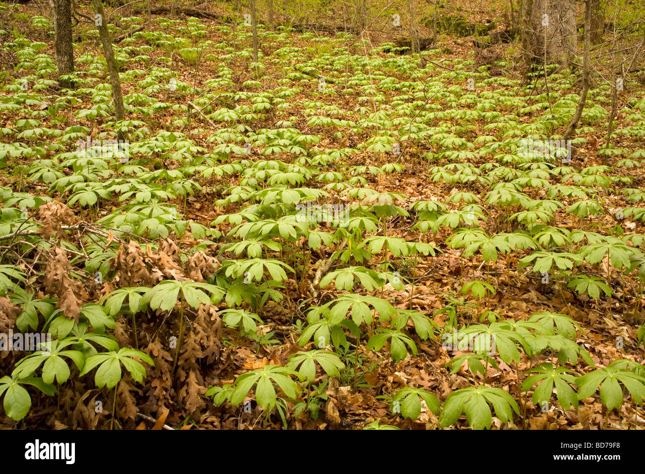 Mingo National Wildlife Refuge Stock Photo - Alamy