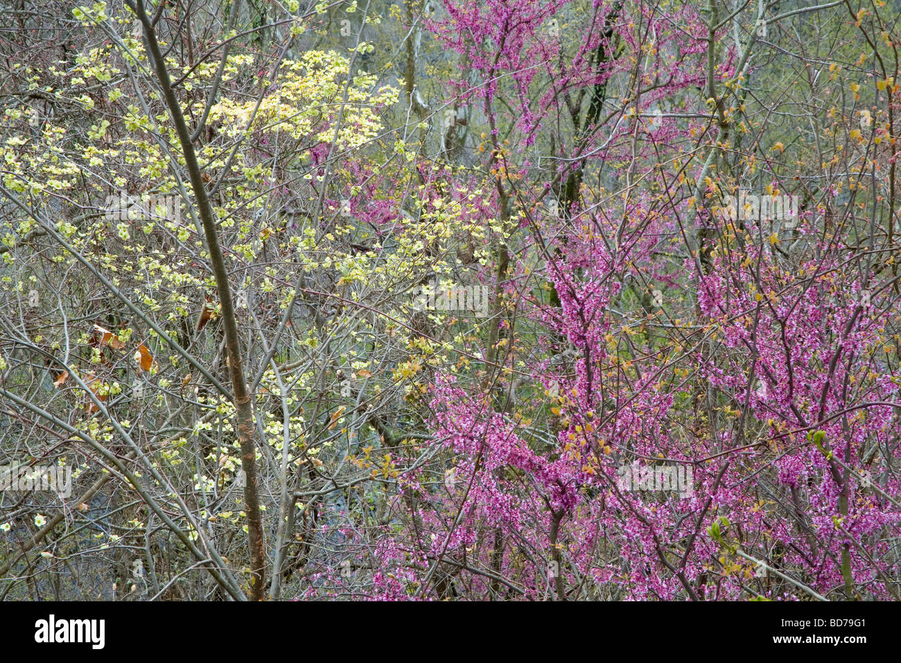 Mingo National Wildlife Refuge Stock Photo - Alamy