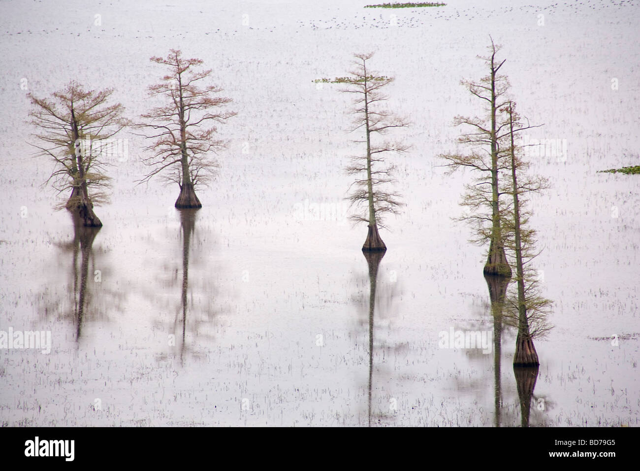 Water tupelo hi-res stock photography and images - Alamy