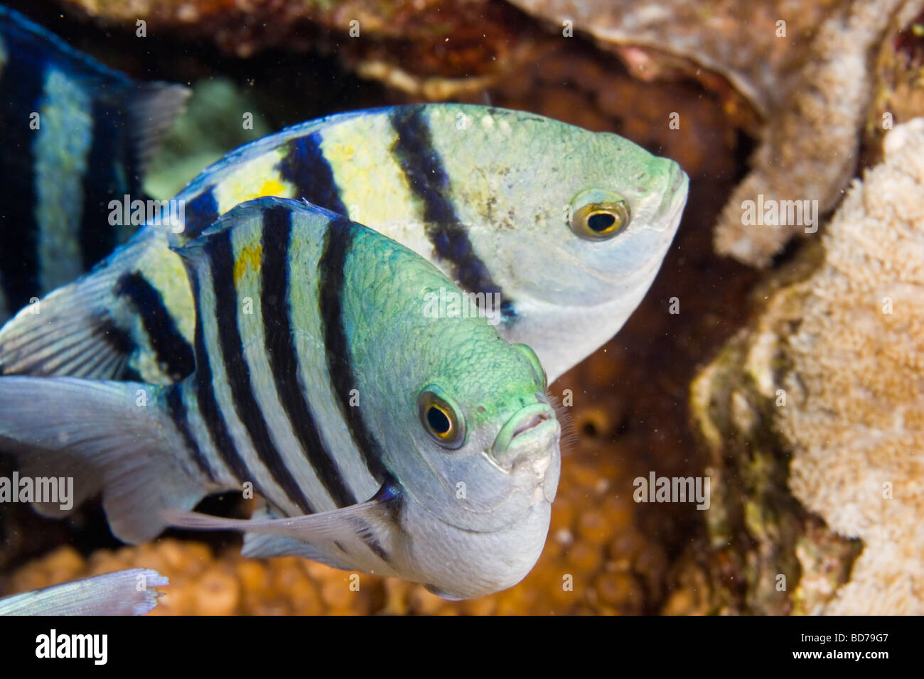 Abudefduf saxatilis hi-res stock photography and images - Alamy