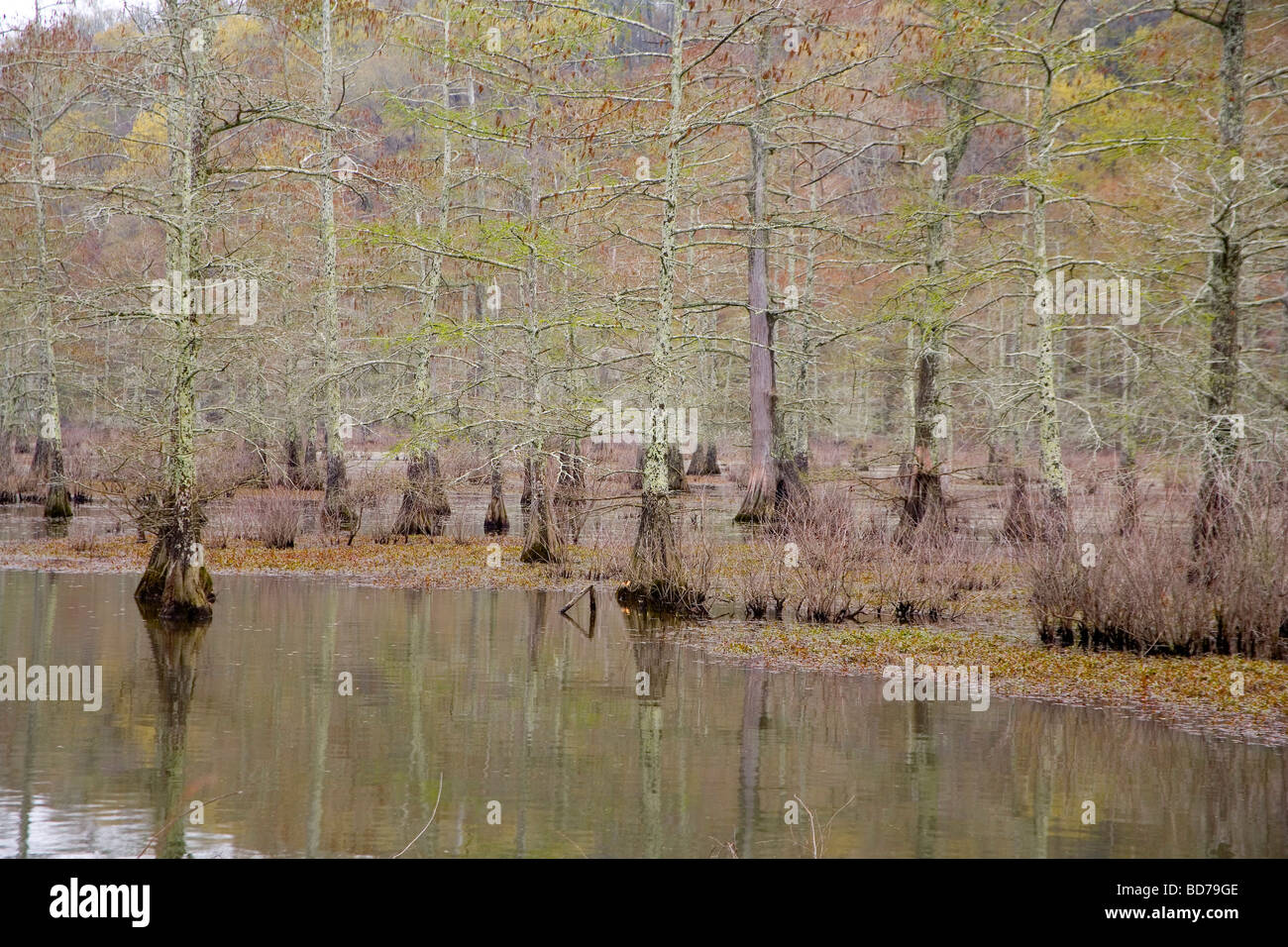 Mingo National Wildlife Refuge Stock Photo - Alamy