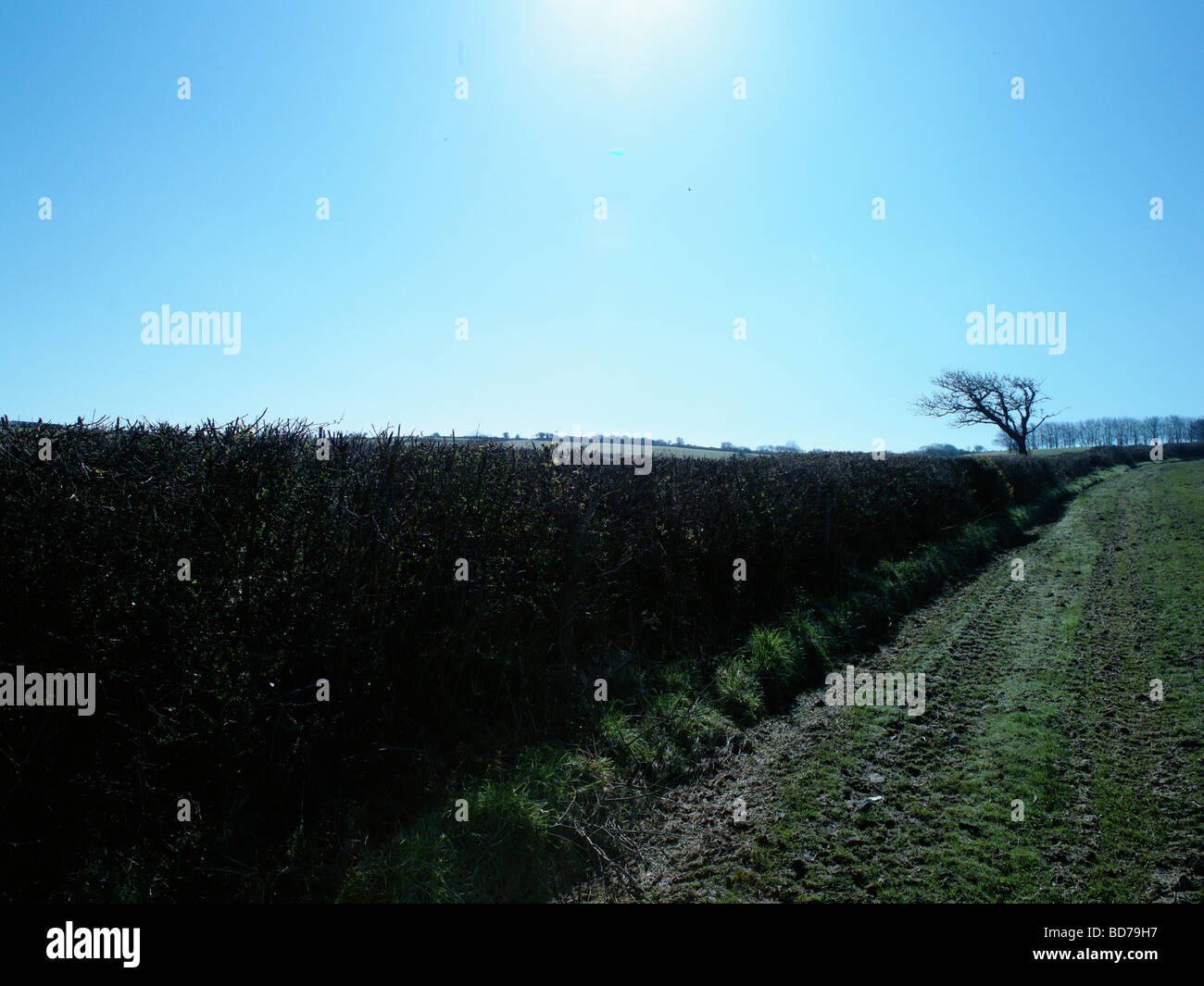 Welsh hedgerow hi-res stock photography and images - Alamy