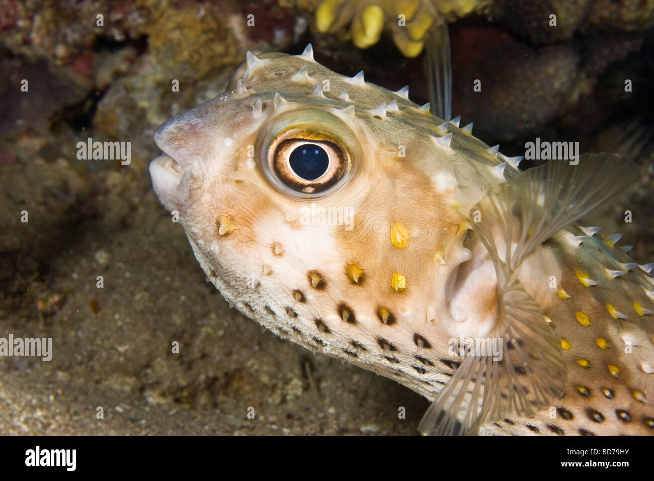 Yellow spotted Burrfish (Cyclichthys spilostylus Stock Photo - Alamy