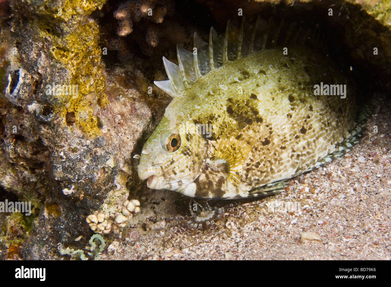 Squaretail rabbitfish hi-res stock photography and images - Alamy