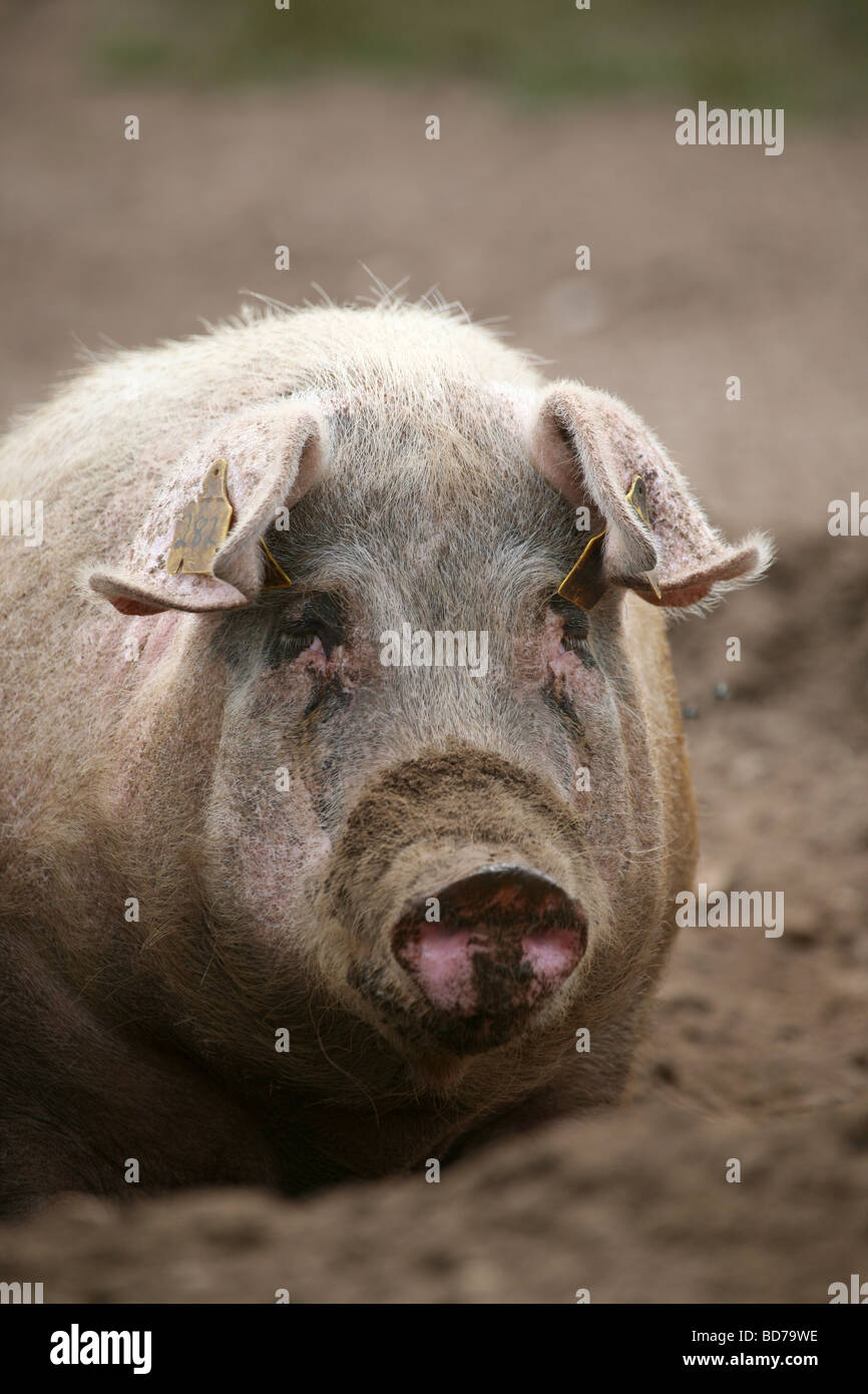 Free range pig farming hi-res stock photography and images - Alamy