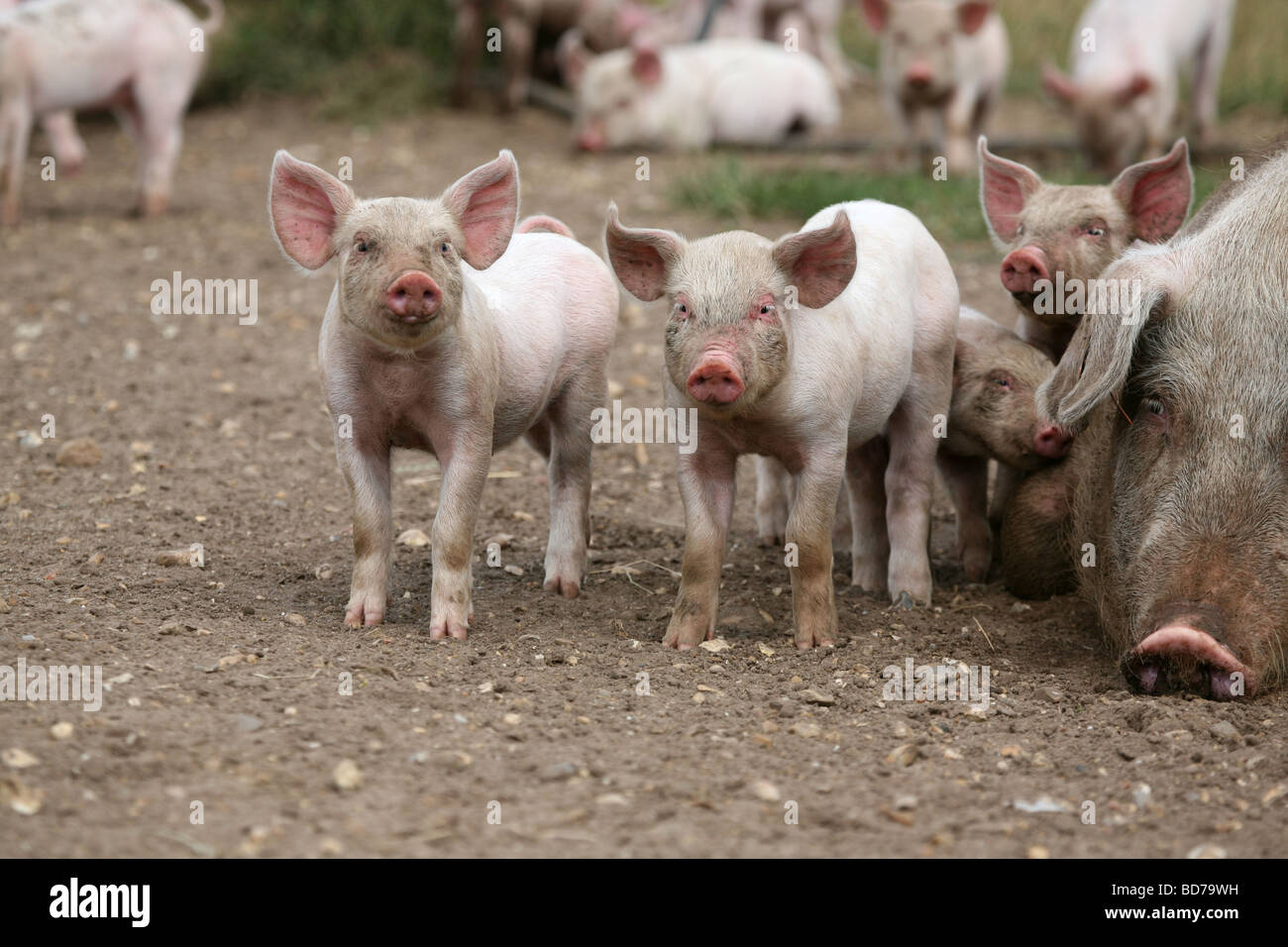 Free Range Pigs High Resolution Stock Photography and Images - Alamy