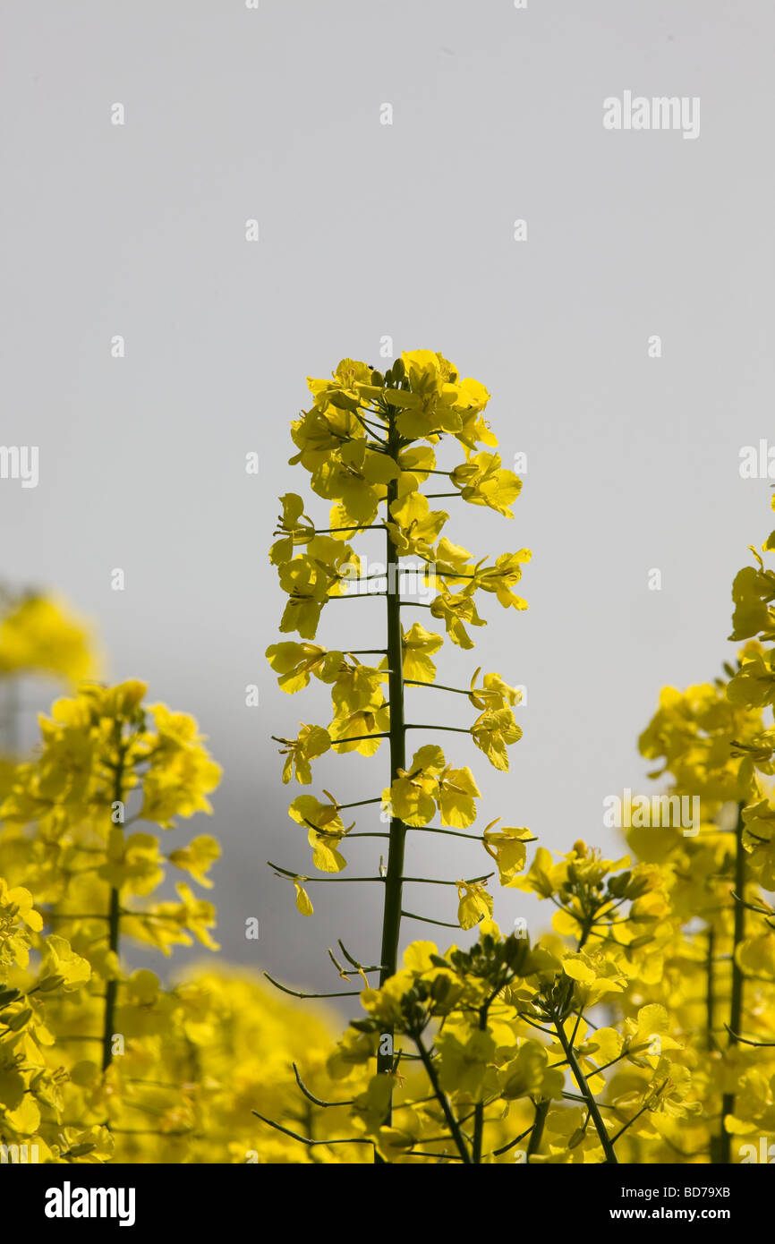 Oil Seed Rape In Flower Stock Photo - Alamy