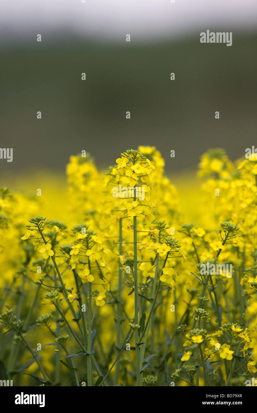 Oil Seed Rape In Full Flower Stock Photo - Alamy