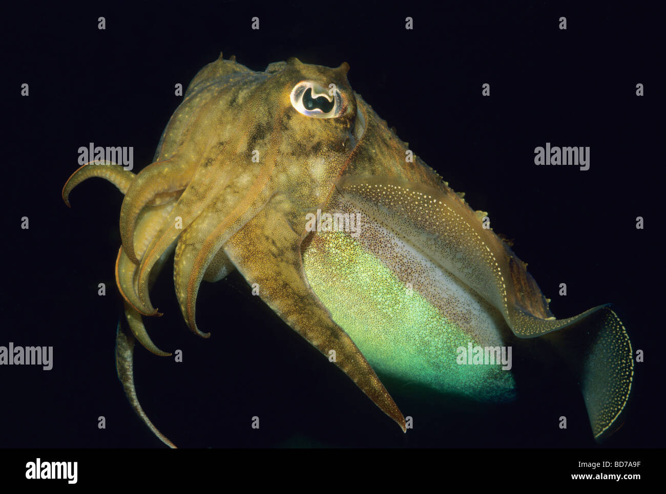 Common Cuttlefish (Sepia officinalis) Underwater, Captive Stock Photo ...