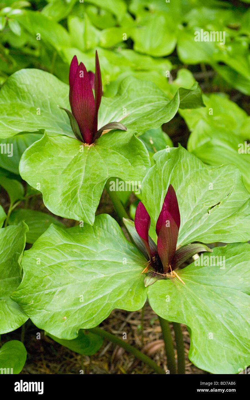 Trillium flower (Trillium kurabayashii) Oregon, USA Stock Photo - Alamy