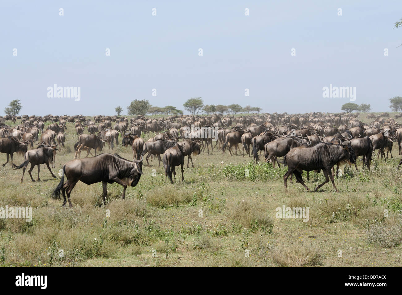 Stock photo of the great wildebeest migration, Ndutu, southern ...