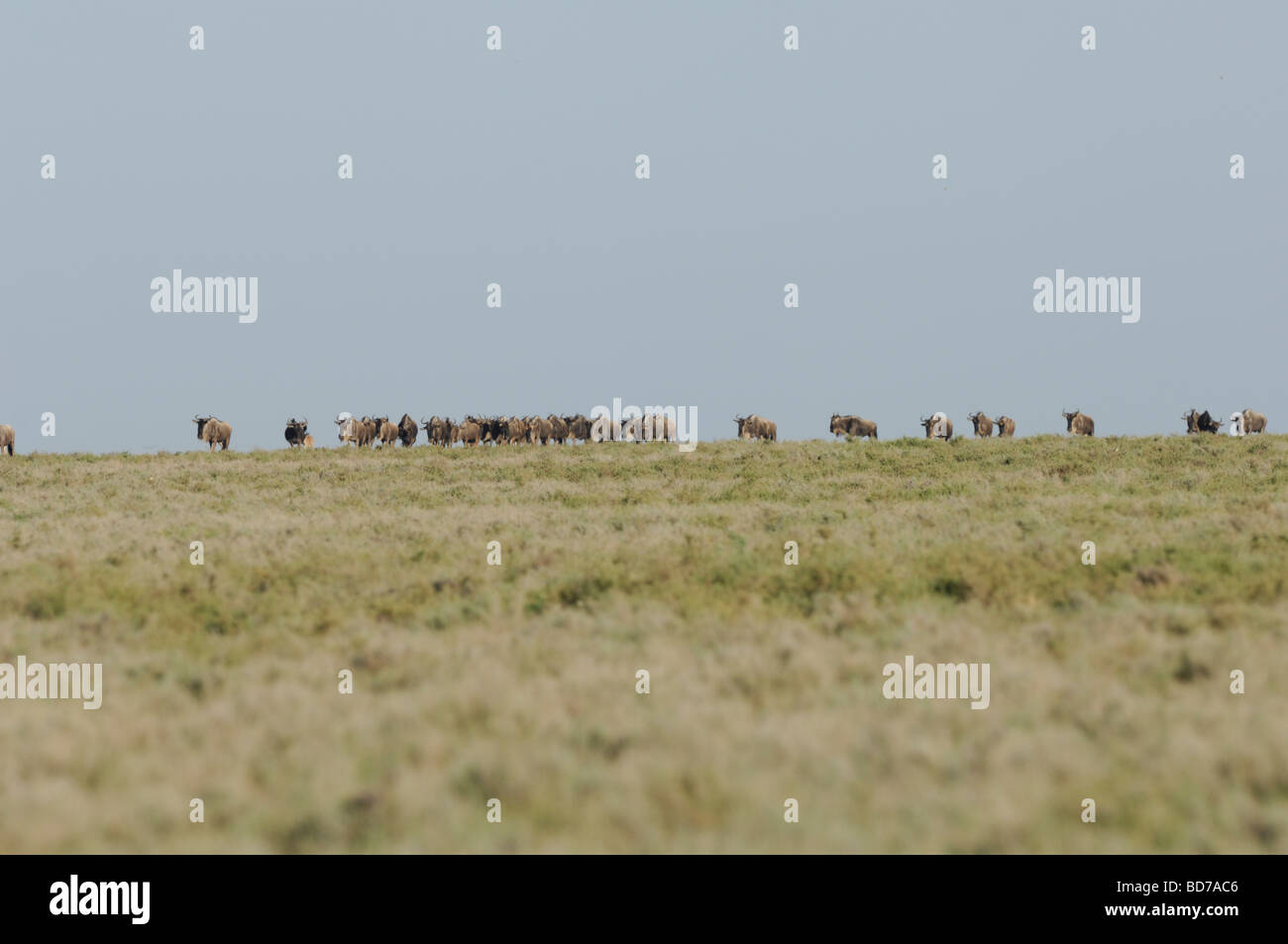 Stock photo of the great wildebeest migration, Ndutu, southern ...