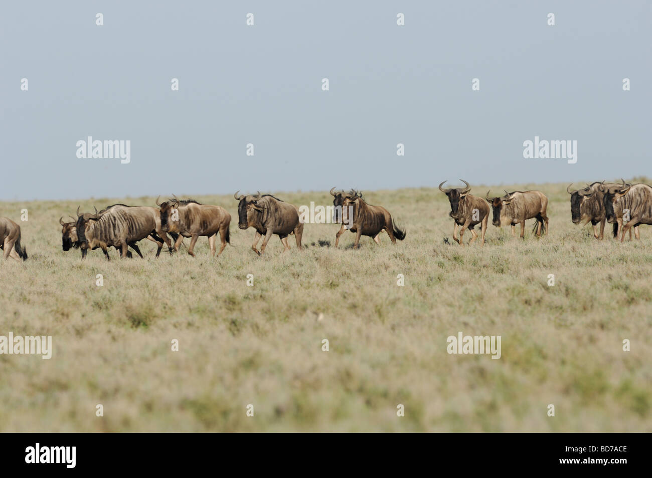 Stock photo of the great wildebeest migration, Ndutu, southern ...