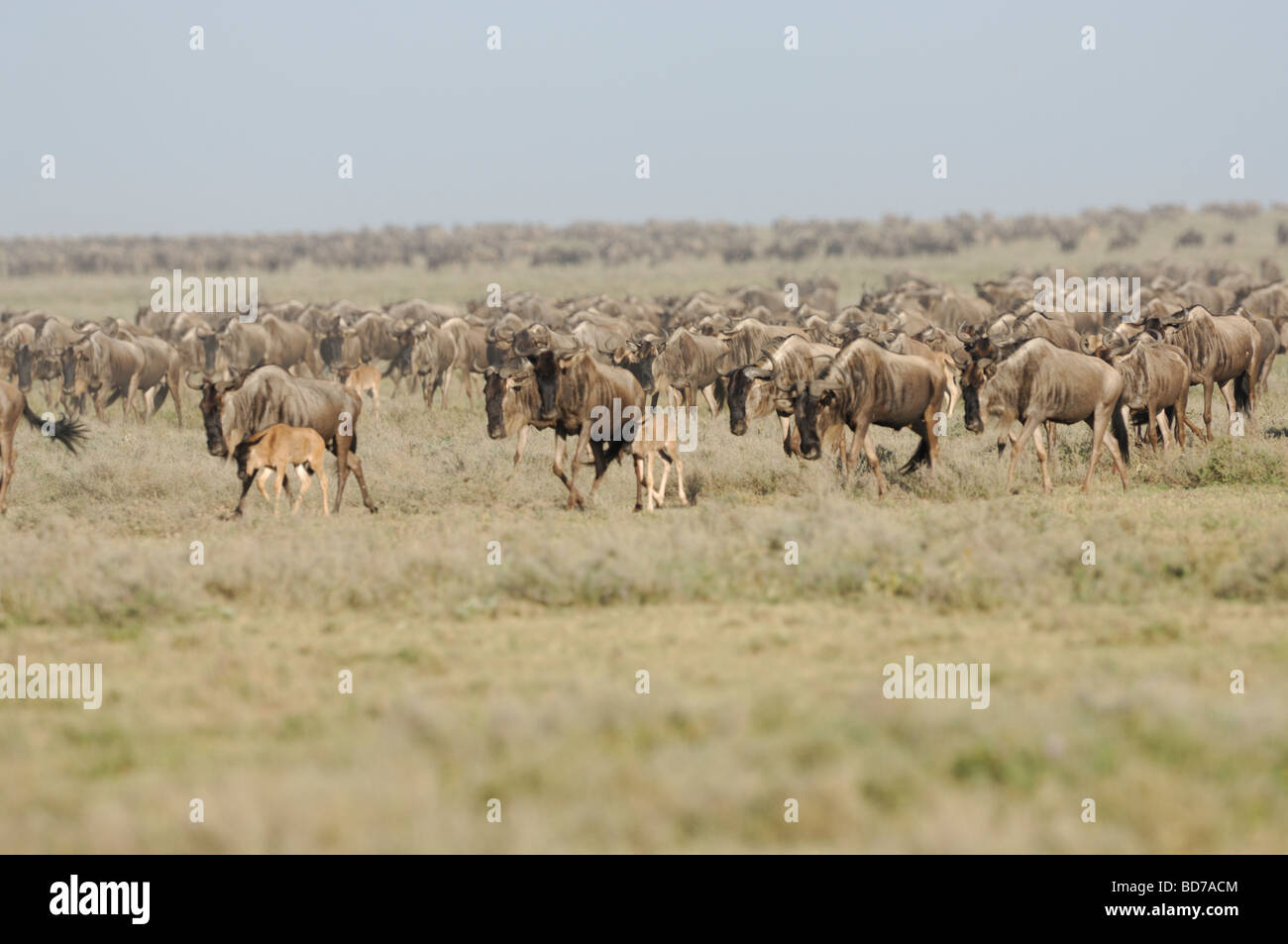Stock photo of the great wildebeest migration, Ndutu, southern ...