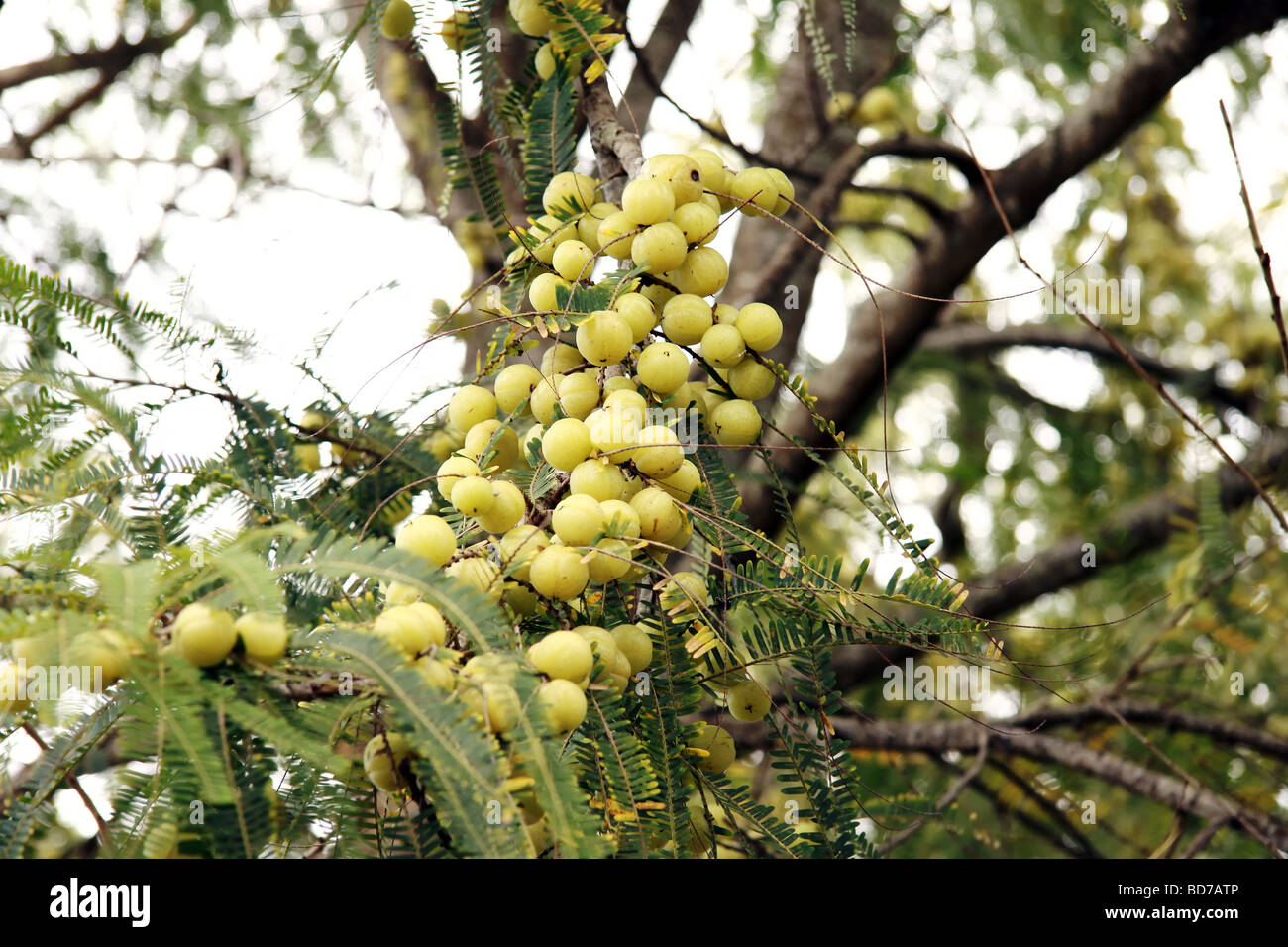 green tropical gooseberries grown in india which is a main ingredient ...