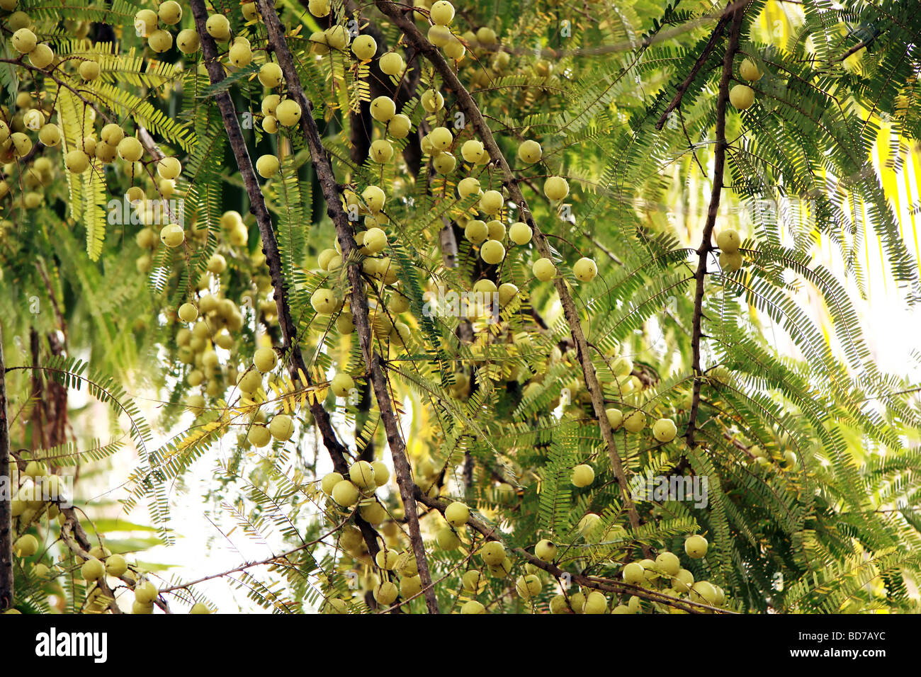 green tropical gooseberries grown in india which is a main ingredient ...