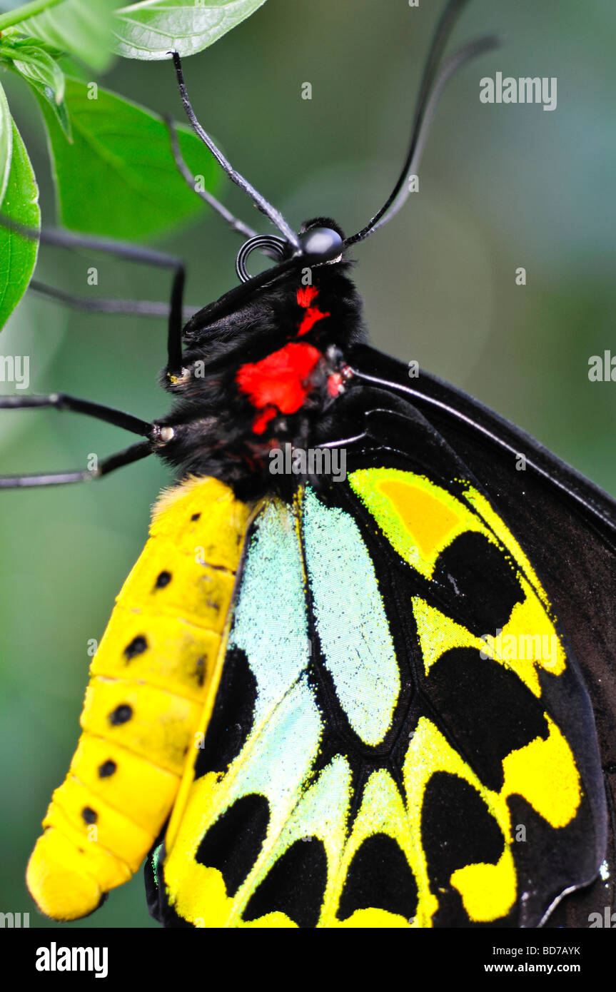 Cairns Birdwing Butterfly Stock Photo - Alamy