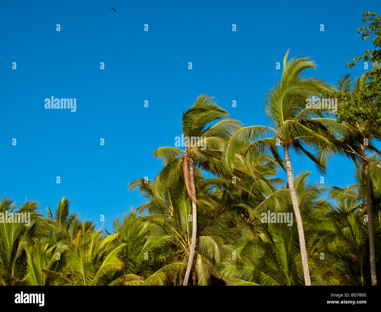 Palm trees with blue sky Stock Photo - Alamy