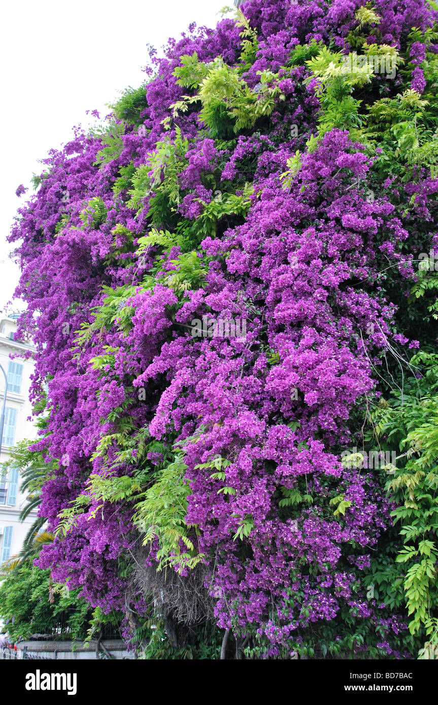 Purple flower bush Stock Photo - Alamy