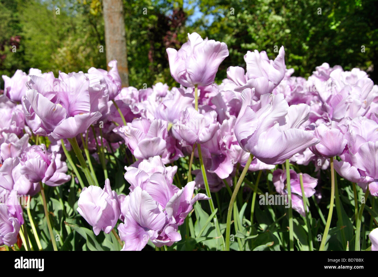 Tulips parrot hi-res stock photography and images - Alamy