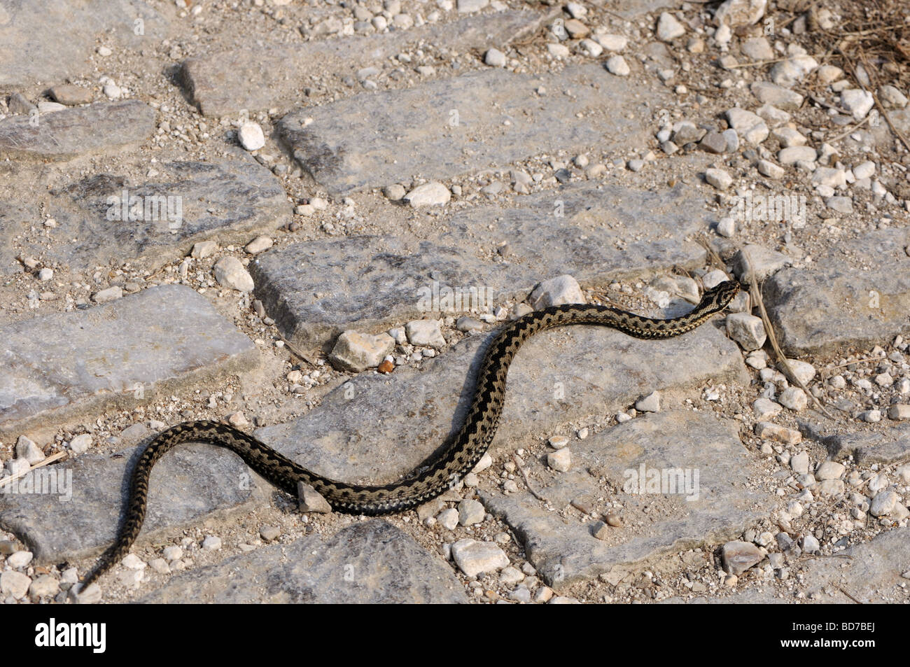 Adder acroos a path Stock Photo - Alamy