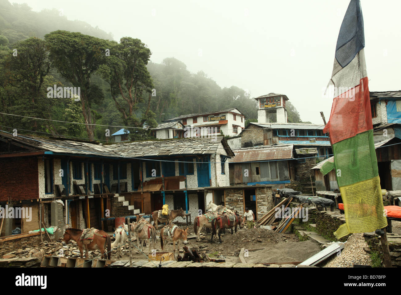 Nepal, Annapurna trek, Himalayas, Tadapani Stock Photo - Alamy