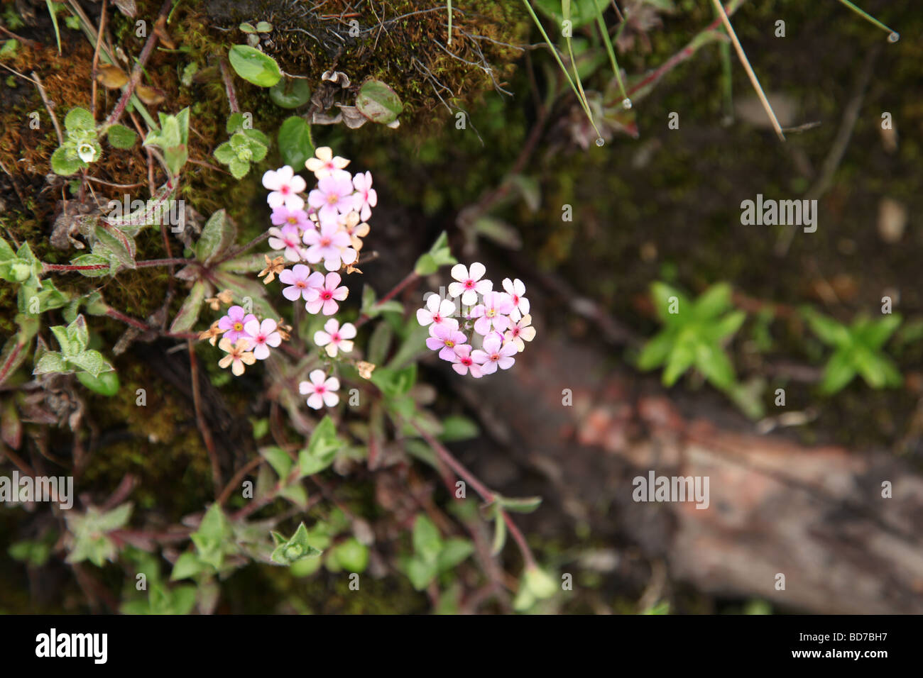 Himalayan flowers, flora Nepal Stock Photo - Alamy