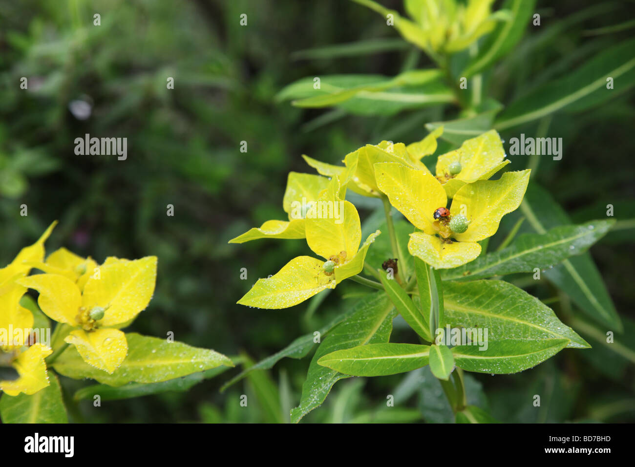 Himalayan flora hi-res stock photography and images - Alamy