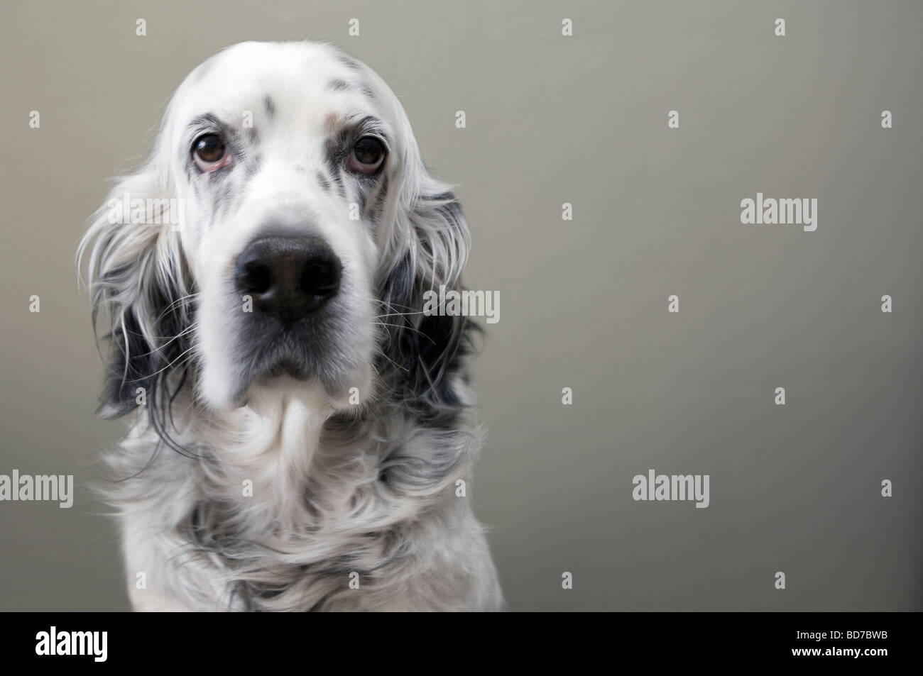 Portrait of english setter hi-res stock photography and images - Alamy