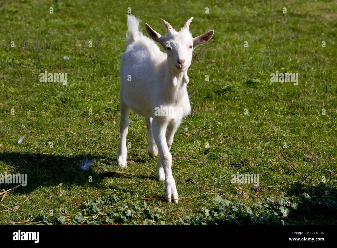 Young domestic white goat standing in a field, Burgundy France Stock ...