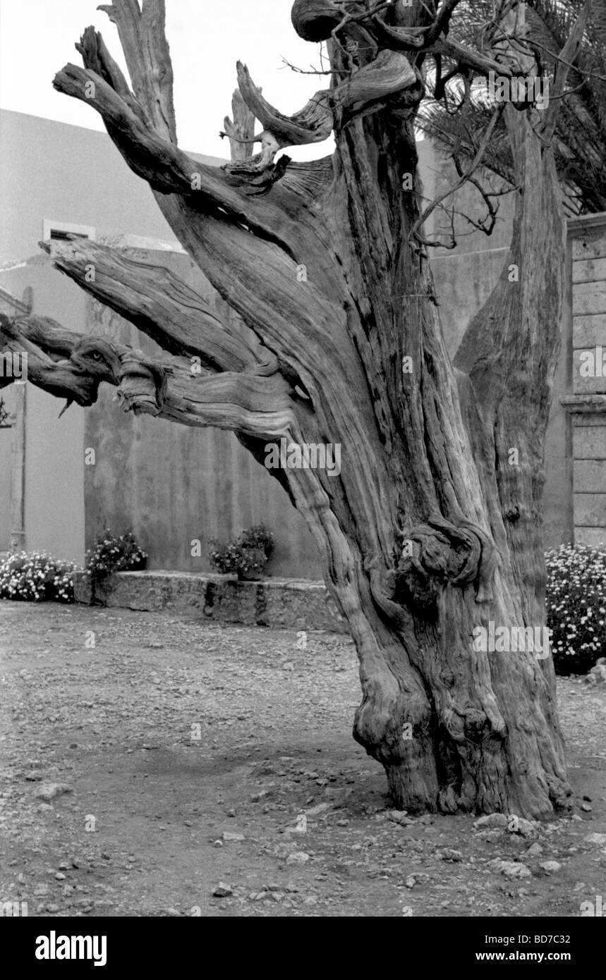 Dead tree, Crete, Greece, Arkadi monastery Stock Photo - Alamy