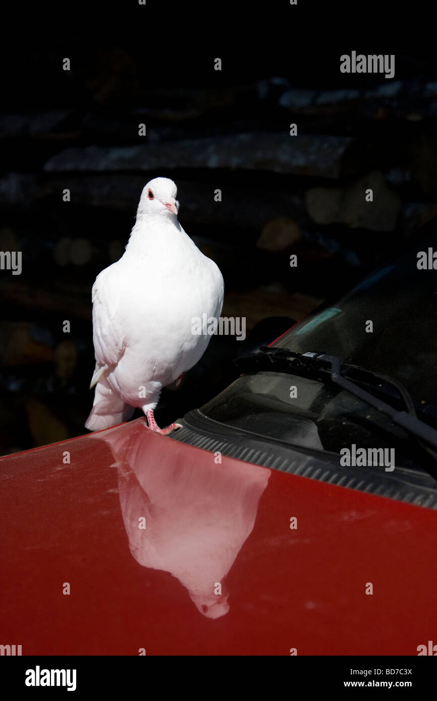 White Pigeon standing on an old red car, Burgundy France Stock Photo ...