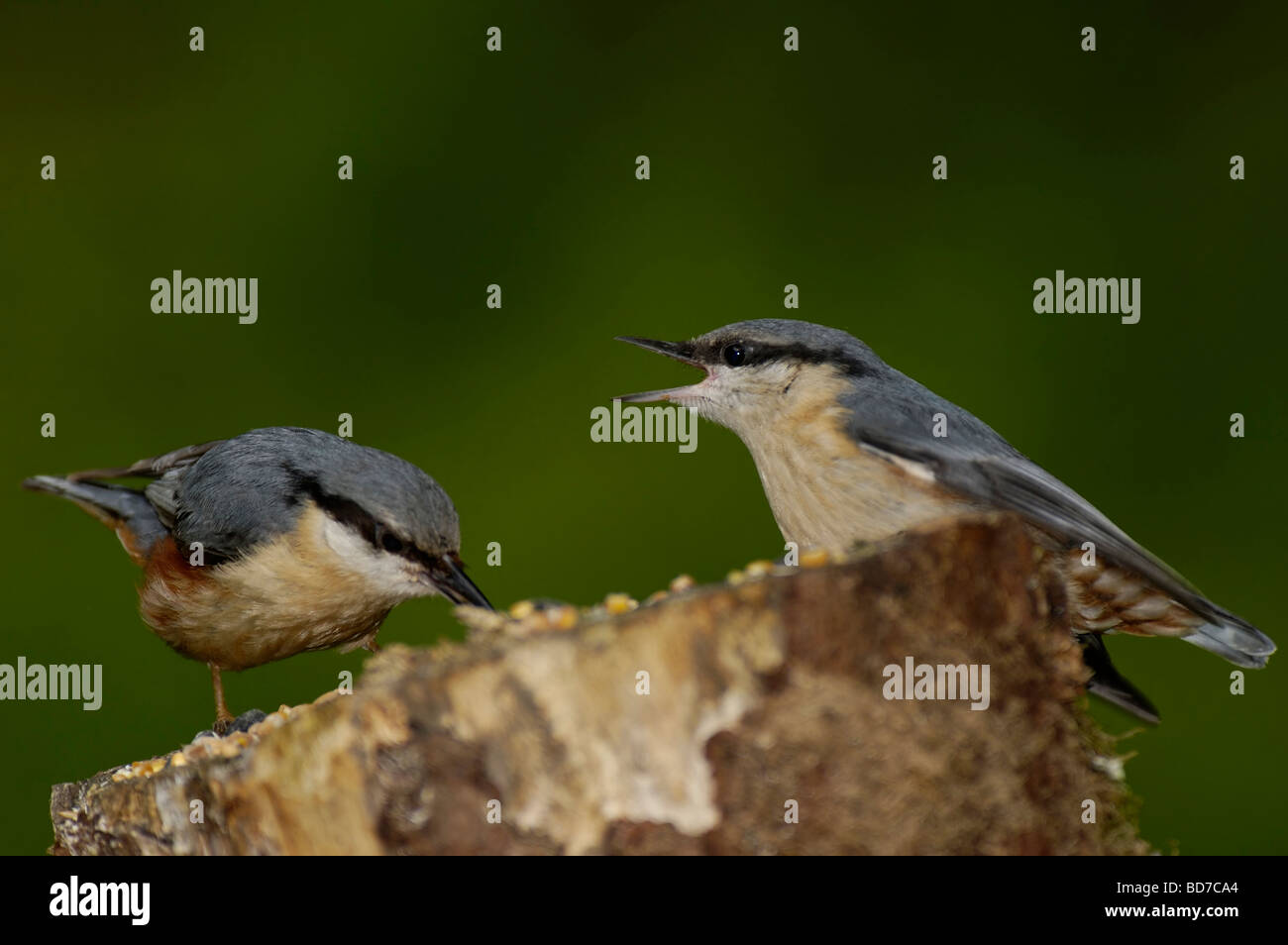 Nuthatch with food for young hi-res stock photography and images - Alamy