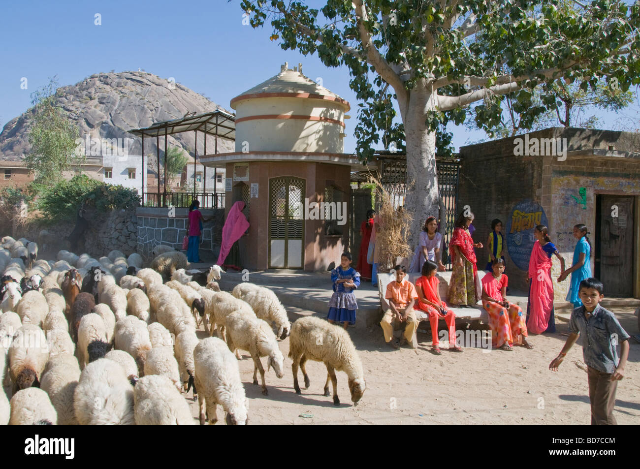 Narlai Village, Foot of 350 Ft Granite Rock, Herd of Sheep Passing by ...