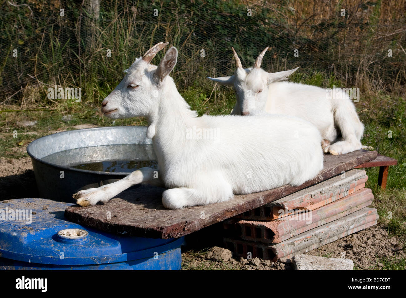 Sitting Goats High Resolution Stock Photography and Images - Alamy