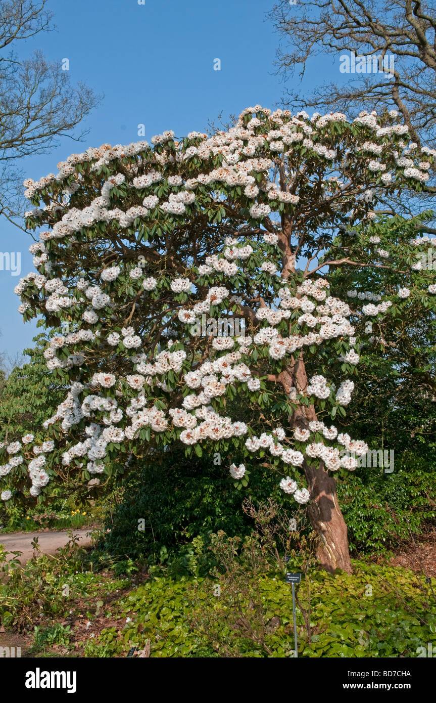 Tree rhododendron rhododendron arboreum High Resolution Stock ...