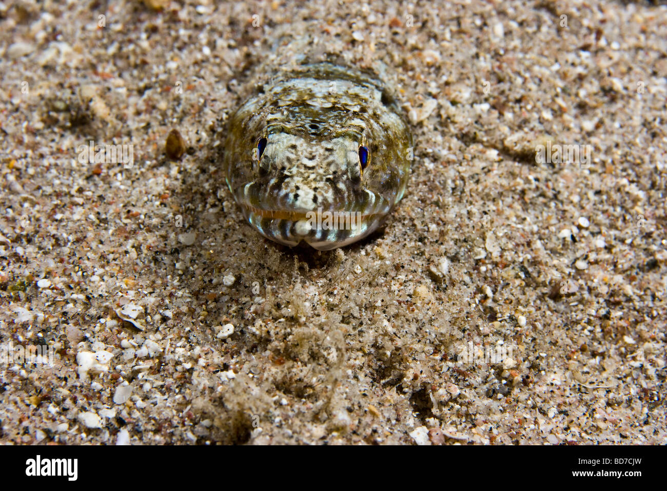 Variegated lizardfish (Synodus variegatus Stock Photo - Alamy