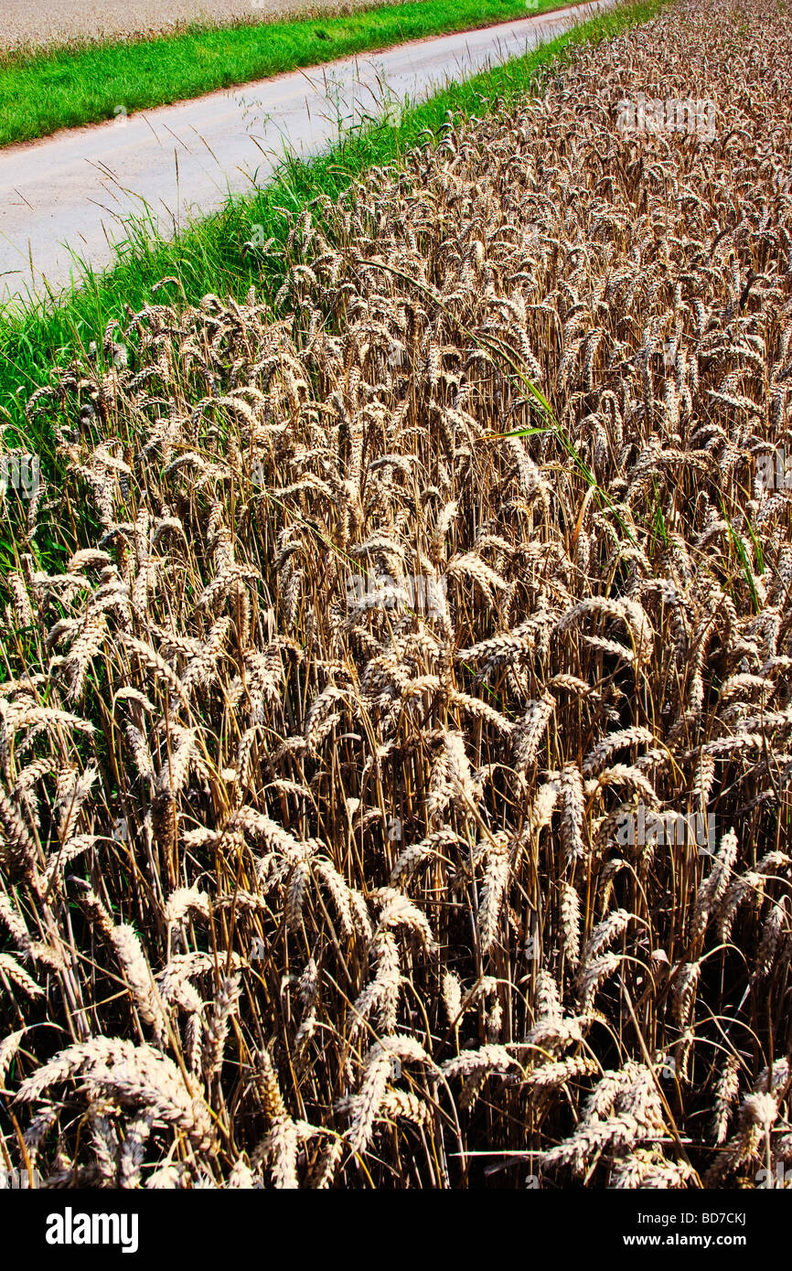crops growing in a field Stock Photo - Alamy