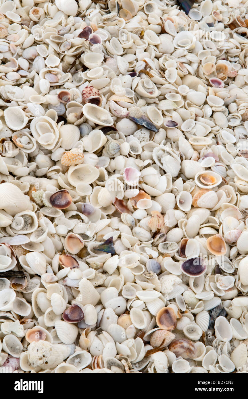 Sanibel shell hi-res stock photography and images - Alamy