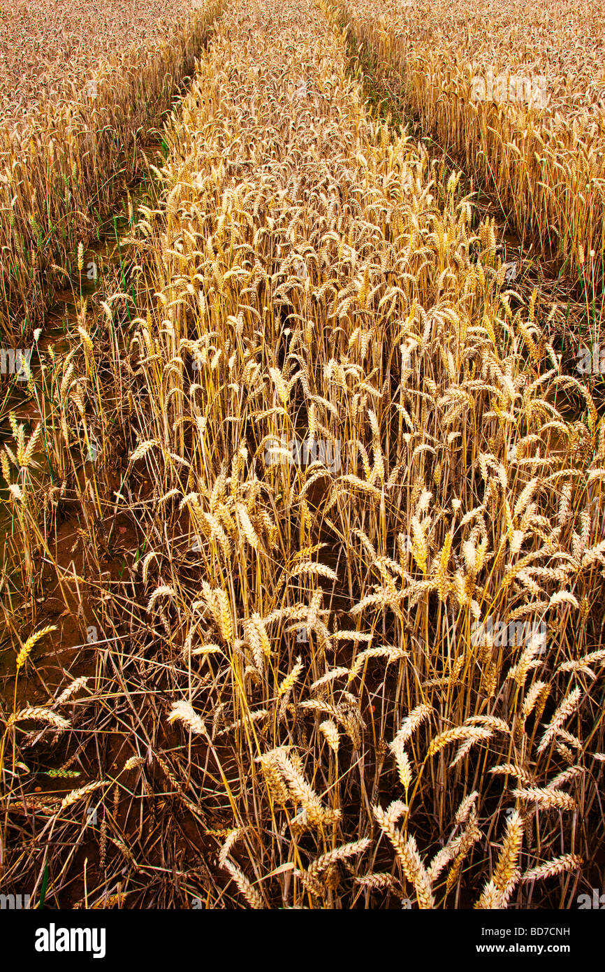 crops growing in a field Stock Photo - Alamy
