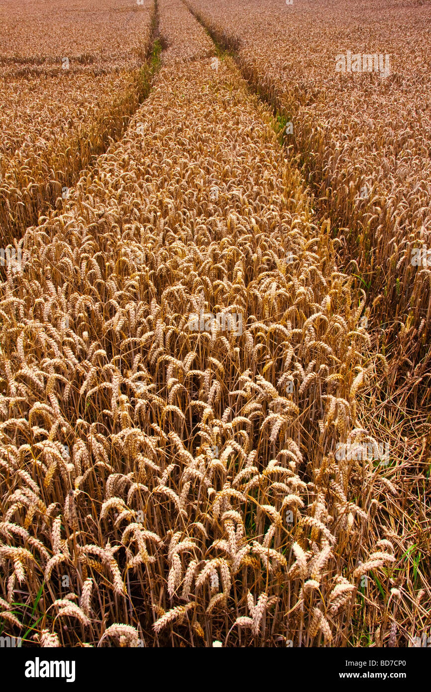 crops growing in a field Stock Photo - Alamy
