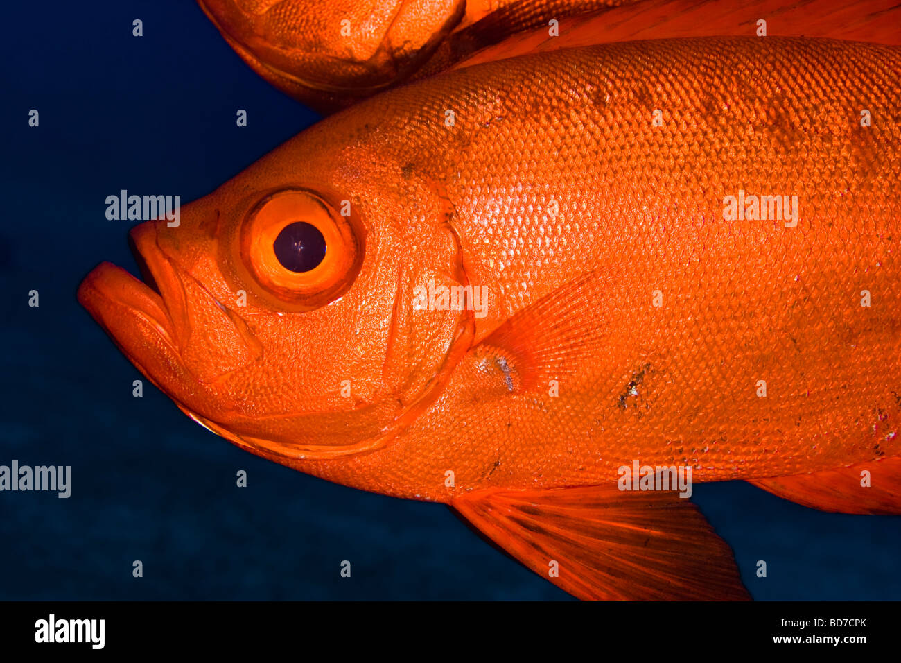 Moontail bullseye (Priacanthus hamrur Stock Photo - Alamy