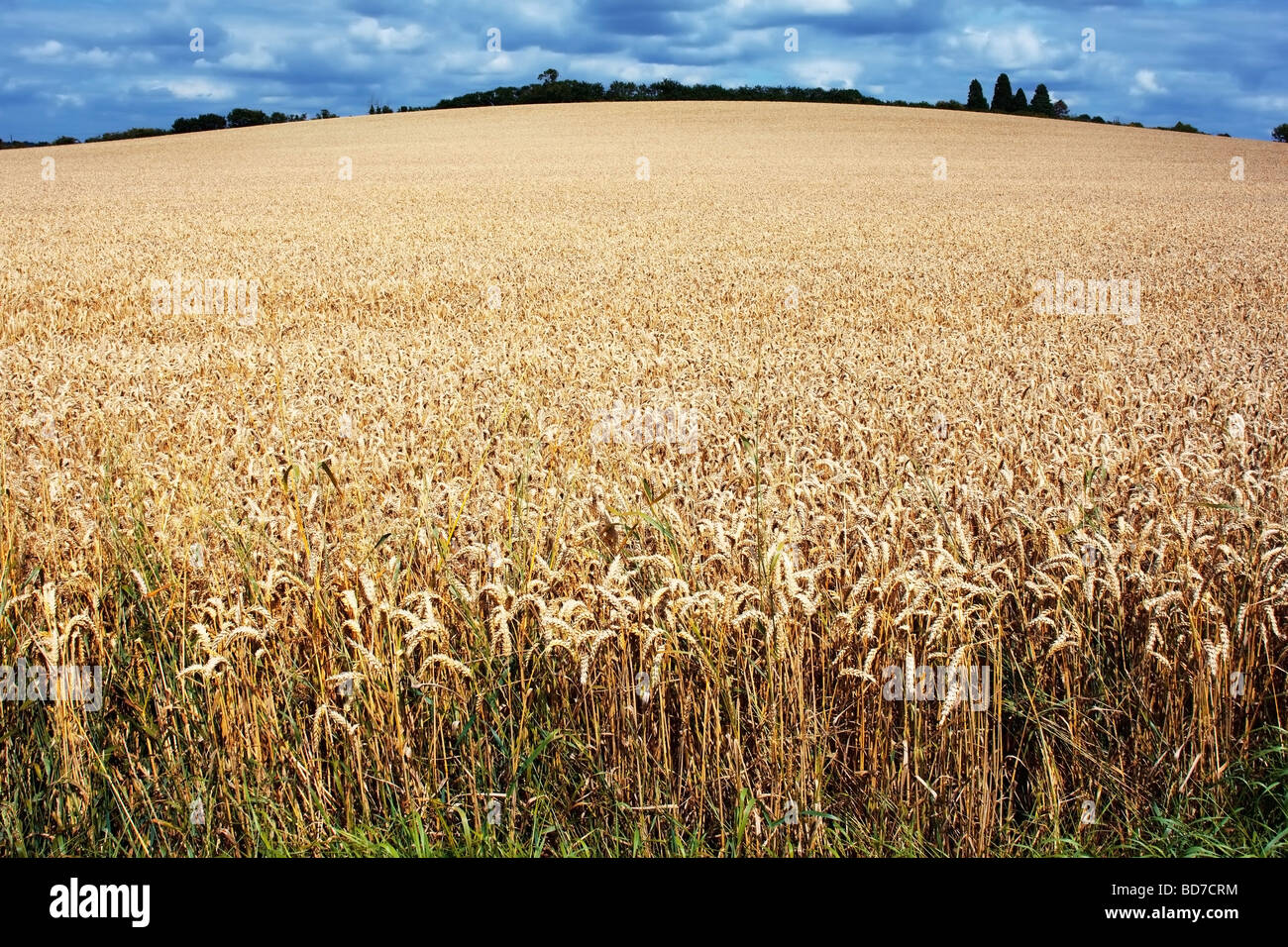 crops growing in a field Stock Photo - Alamy