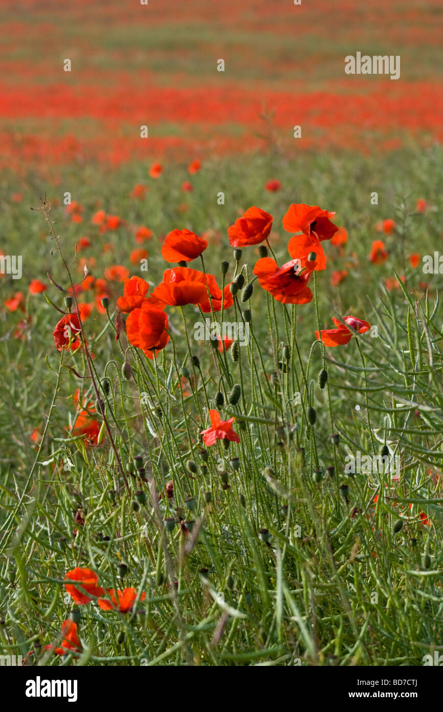 Poppies poppy flower fields hi-res stock photography and images - Alamy