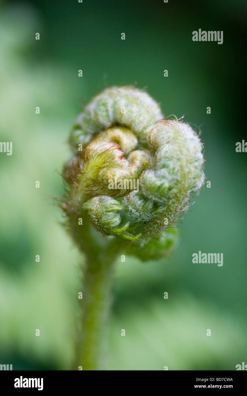 Unfurled leaf hi-res stock photography and images - Alamy