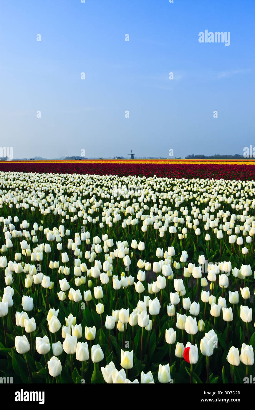 Holland bulb fields windmill hi-res stock photography and images - Alamy
