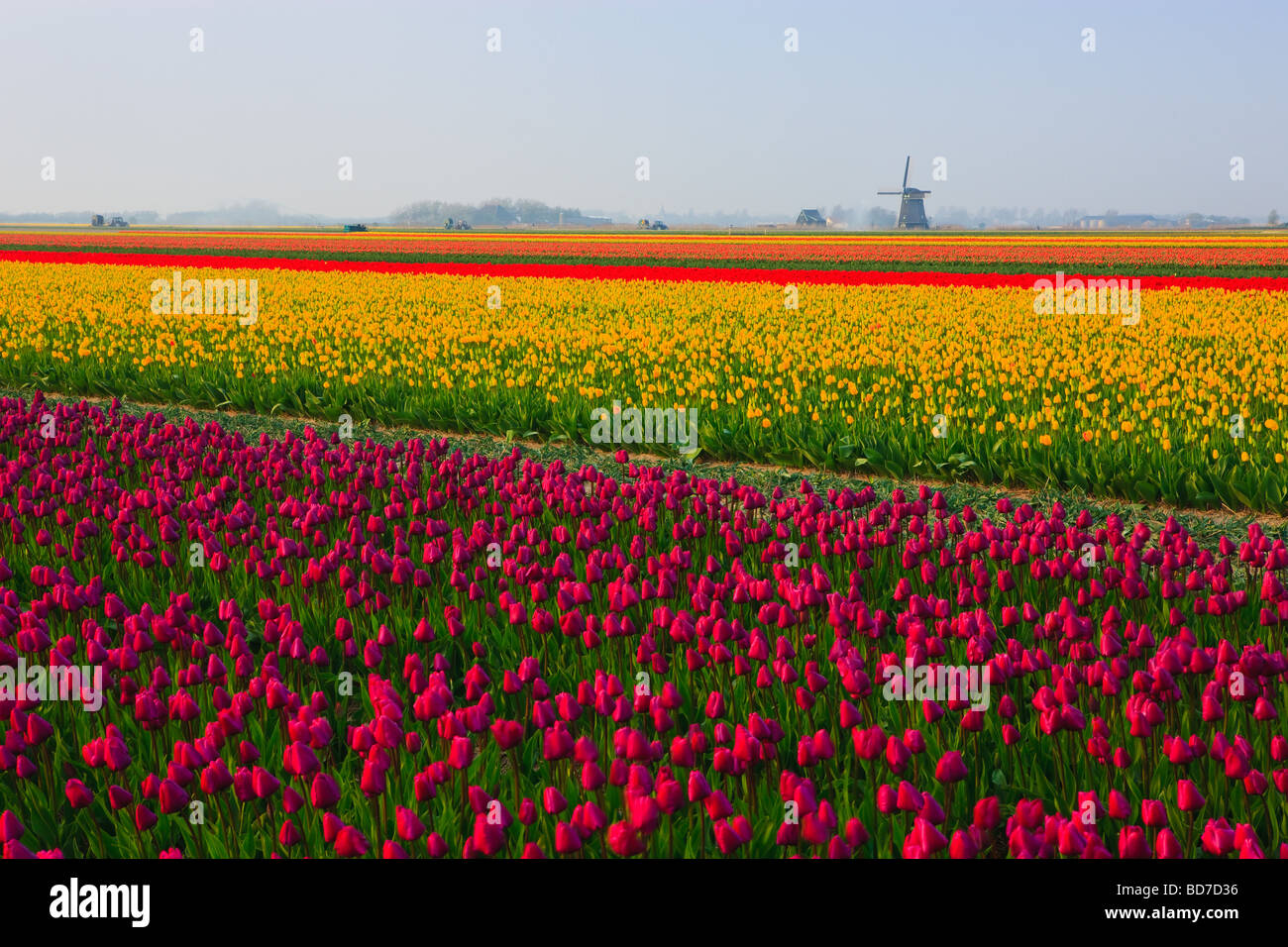 Holland bulb fields windmill hi-res stock photography and images - Alamy