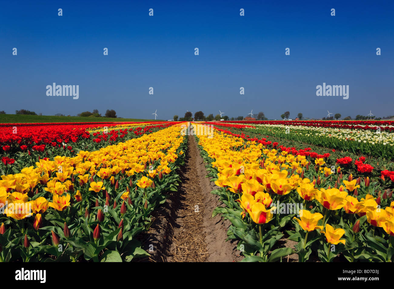 Cliche holland hi-res stock photography and images - Alamy
